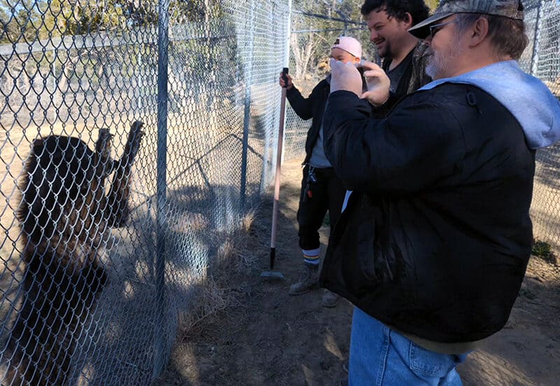 Standard Tours | Wild Spirit Wolf Sanctuary