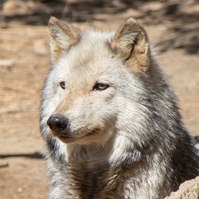 Aleu | Wild Spirit Wolf Sanctuary