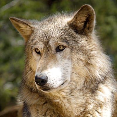 Cinder | Wild Spirit Wolf Sanctuary