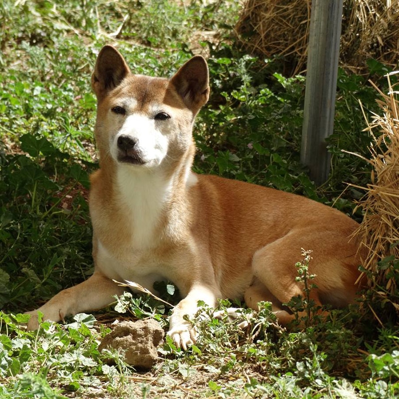 Tia | Wild Spirit Wolf Sanctuary